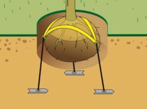 Greenmax Root Ball Anchoring - Have a Tree